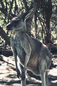 Food in Australia: 8 Traditional Flavors to Savor Down Under