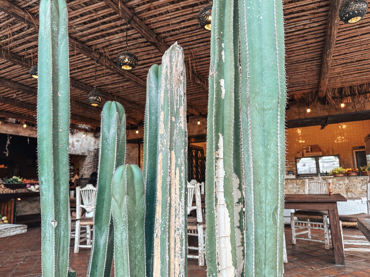 The Best Food in Los Cabos, Mexico
