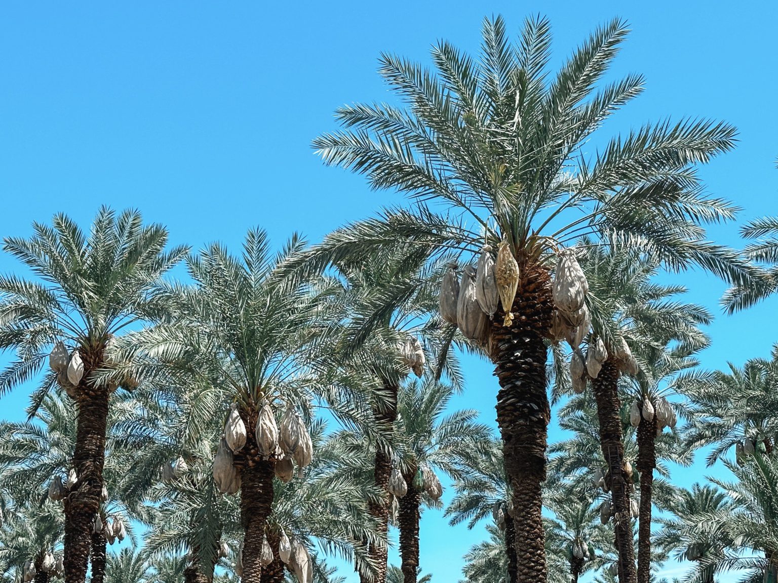 Best Date Shake In Coachella Valley: The Sweet Legacy Of Shields Date ...