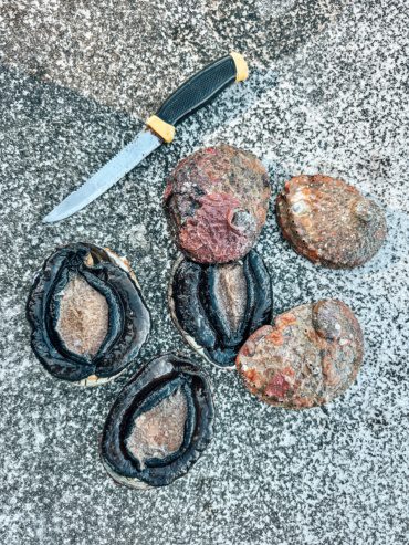 What Is Abalone: The World’s Most Luxurious Mollusk Explained