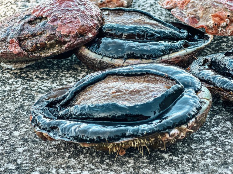 What Is Abalone: The World’s Most Luxurious Mollusk Explained