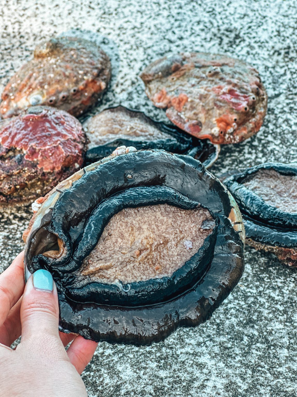 What Is Abalone: The World’s Most Luxurious Mollusk Explained