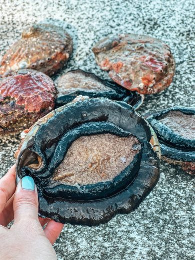 What Is Abalone: The World’s Most Luxurious Mollusk Explained