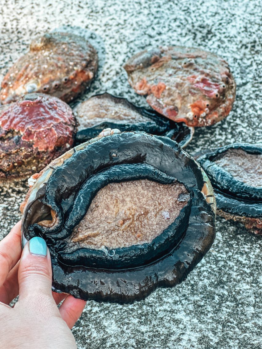 What Is Abalone: The World’s Most Luxurious Mollusk Explained