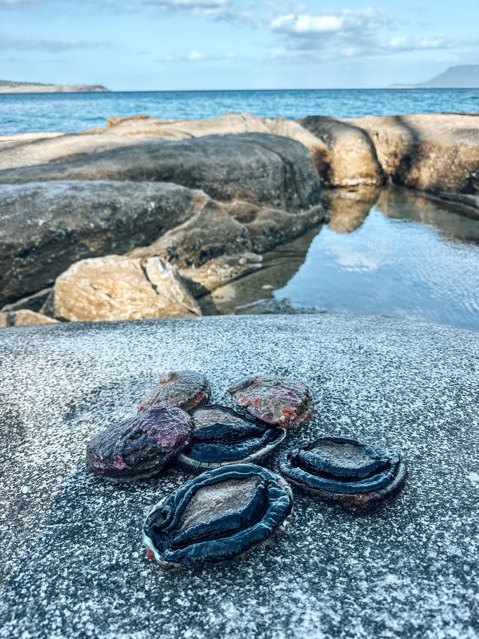 What Is Abalone: The World’s Most Luxurious Mollusk Explained